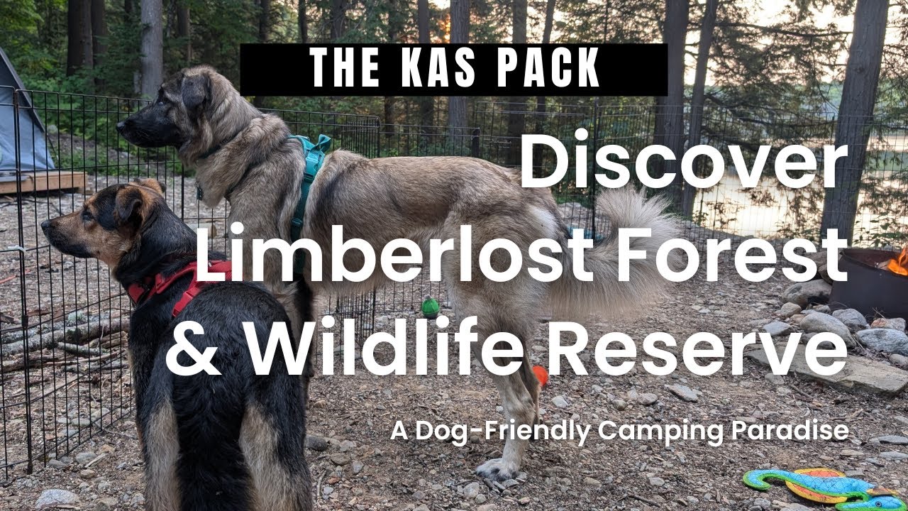 Discover Limberlost Forest & Wildlife Reserve: A Dog-Friendly Camping ...