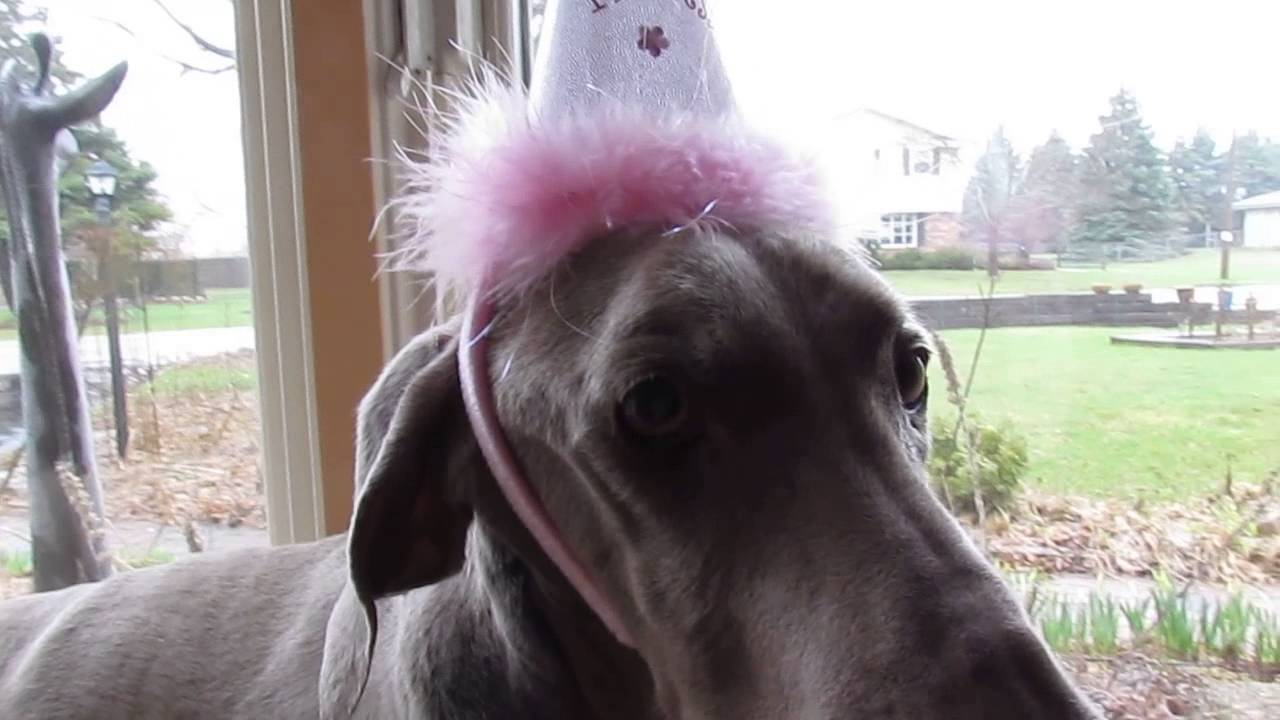 Our Weimaraner Jacki. Her 10th Birthday, and a Cancer Survivor - YouTube