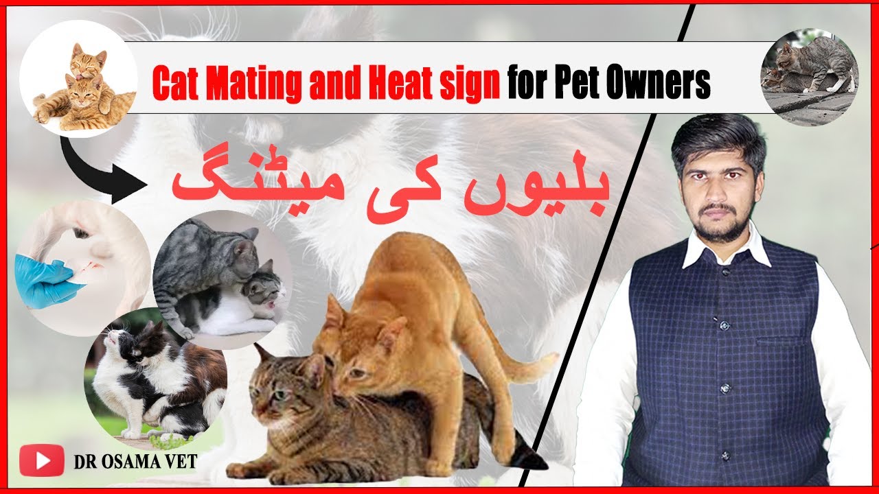 Cats Mate: A Vet's Guide - YouTube