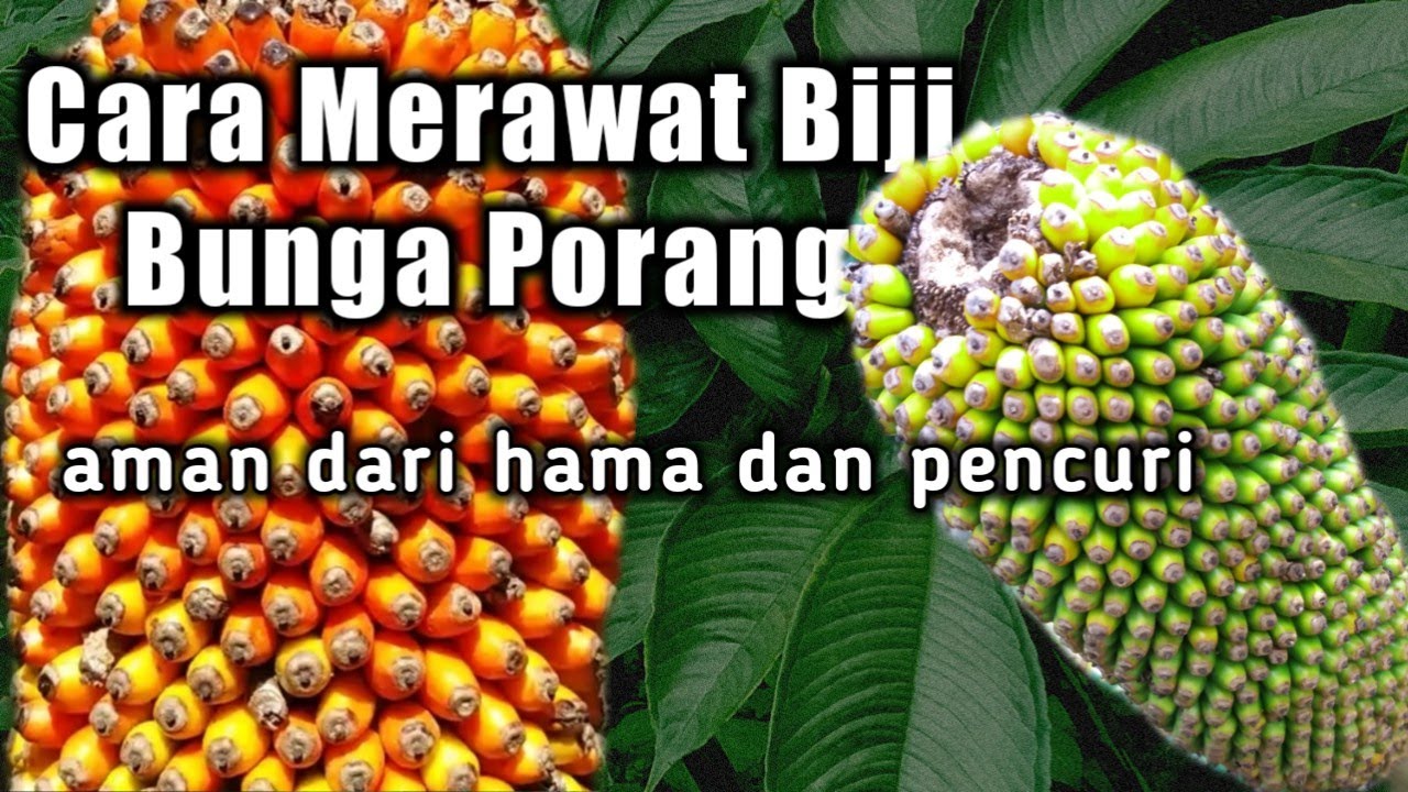 Biji bunga porang siap panen - YouTube