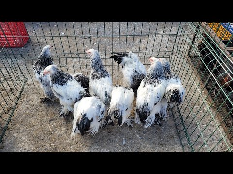Tavuk pazarı hareketlenmeye başladı.İstanbul Tuzla aydınlı tavuk pazarı. 05 09 2026