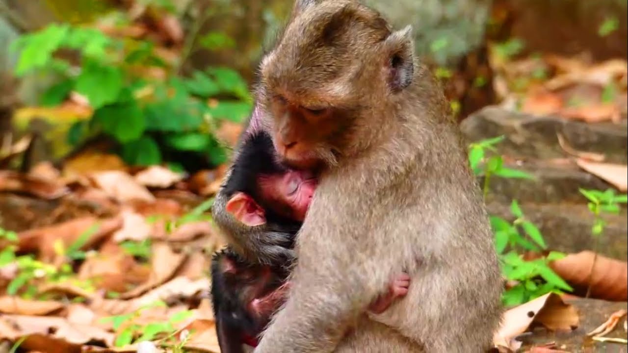Very good mum, Nanda giving the warm to her newborn baby monkey - YouTube