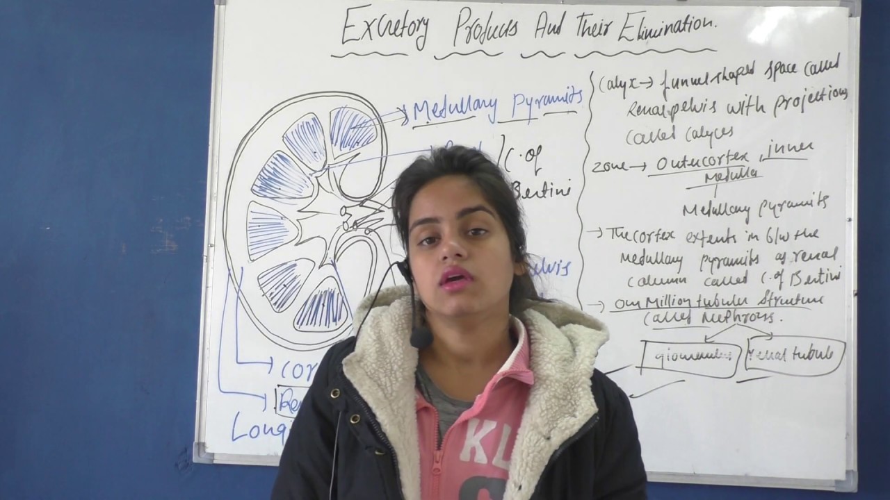 "Longitudinal section of human kidney " class 11 bio ncert - YouTube