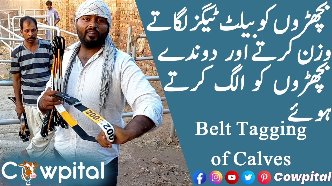 Cattle Meaning In Urdu Cow In Hindi Hariana Cattle Afridi Cattle cattle-meaning-in-urdu-cow-in-hindi-hariana-cattle-afridi-cattle