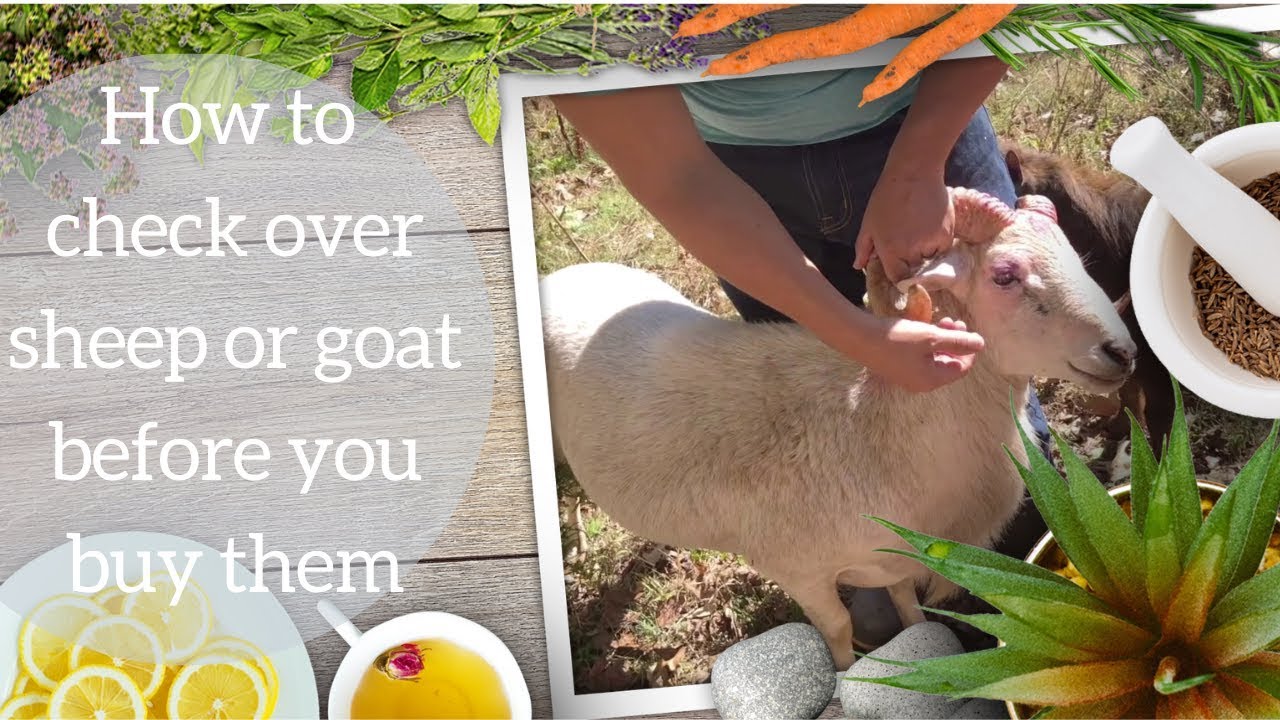 How to check over sheep or goat before you buy them - YouTube