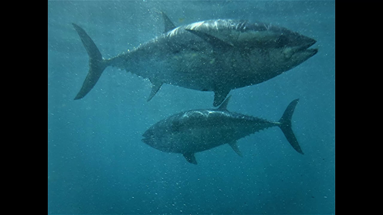 HAND FEEDING TUNA SNORKELING OFF KANGAROO ISLAND, SOUTH AUSTRALIA - YouTube