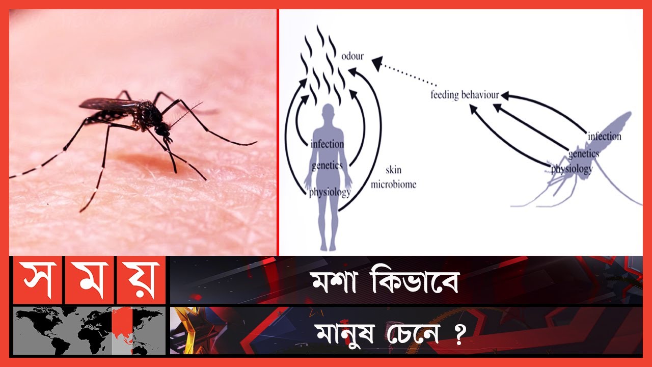 সব মশা মানুষকে কামড়ায় না কেন ? | Mosquito Suck Human blood | Somoy TV ...