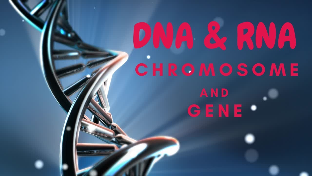 dna-rna-10th-std-explained-in-marathi-youtube