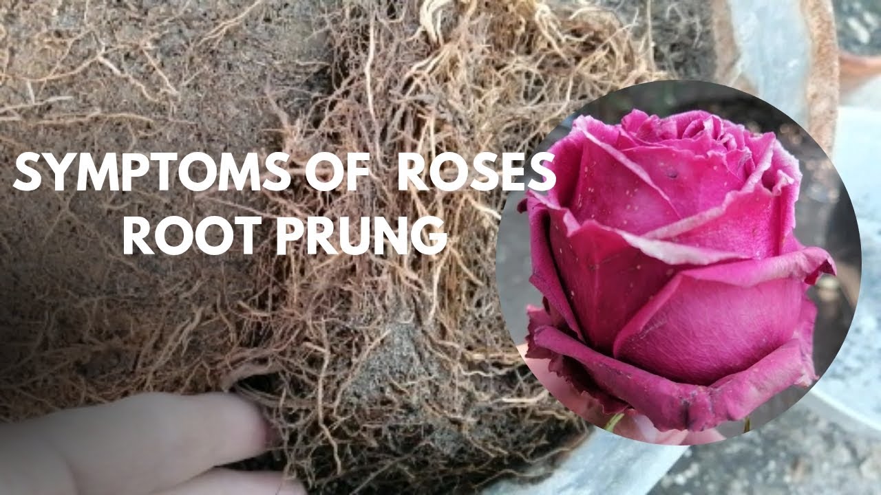 How to Tell If Your Rose Plant is Root-Bound. Signs (symptoms) of Root ...