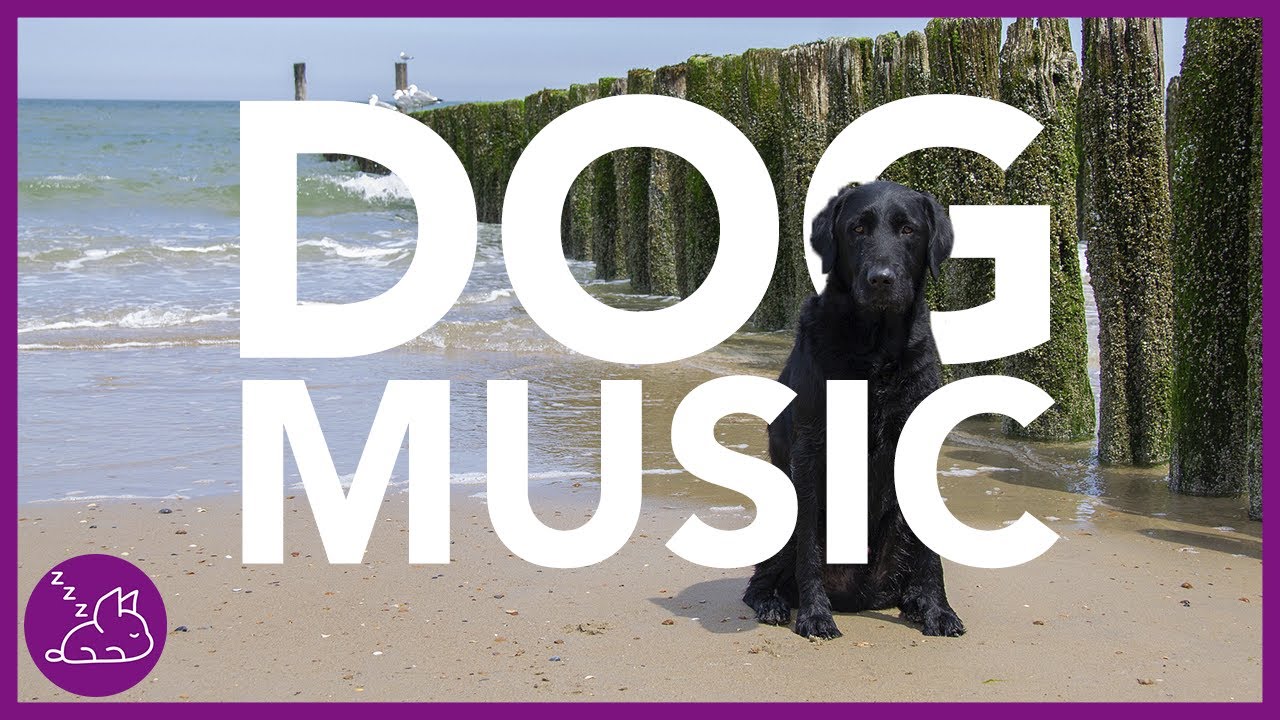 Lullabies for Dogs: 7 Hours - Dog Music 2020 - YouTube