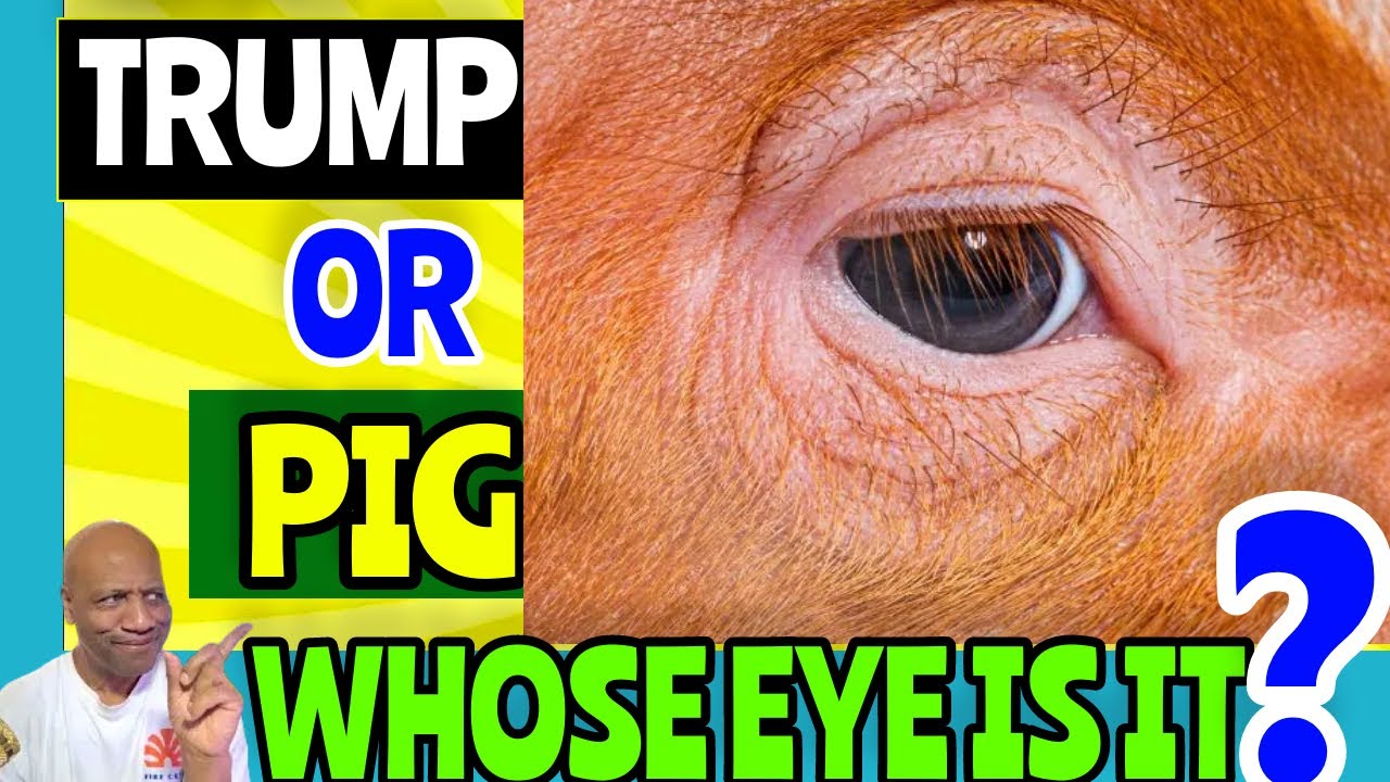 play PIG OR TRUMP Whose EYE IS THIS? Swine VOTE now - YouTube