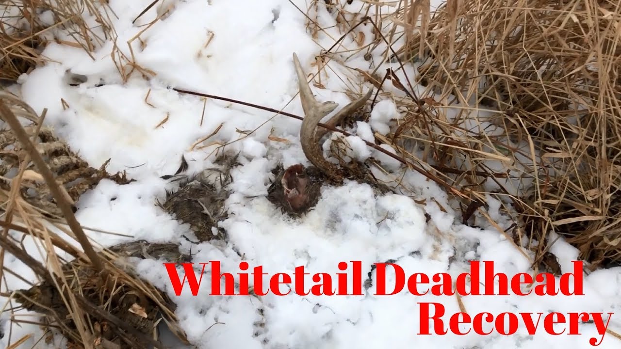 Deadhead Deer Recovery - YouTube