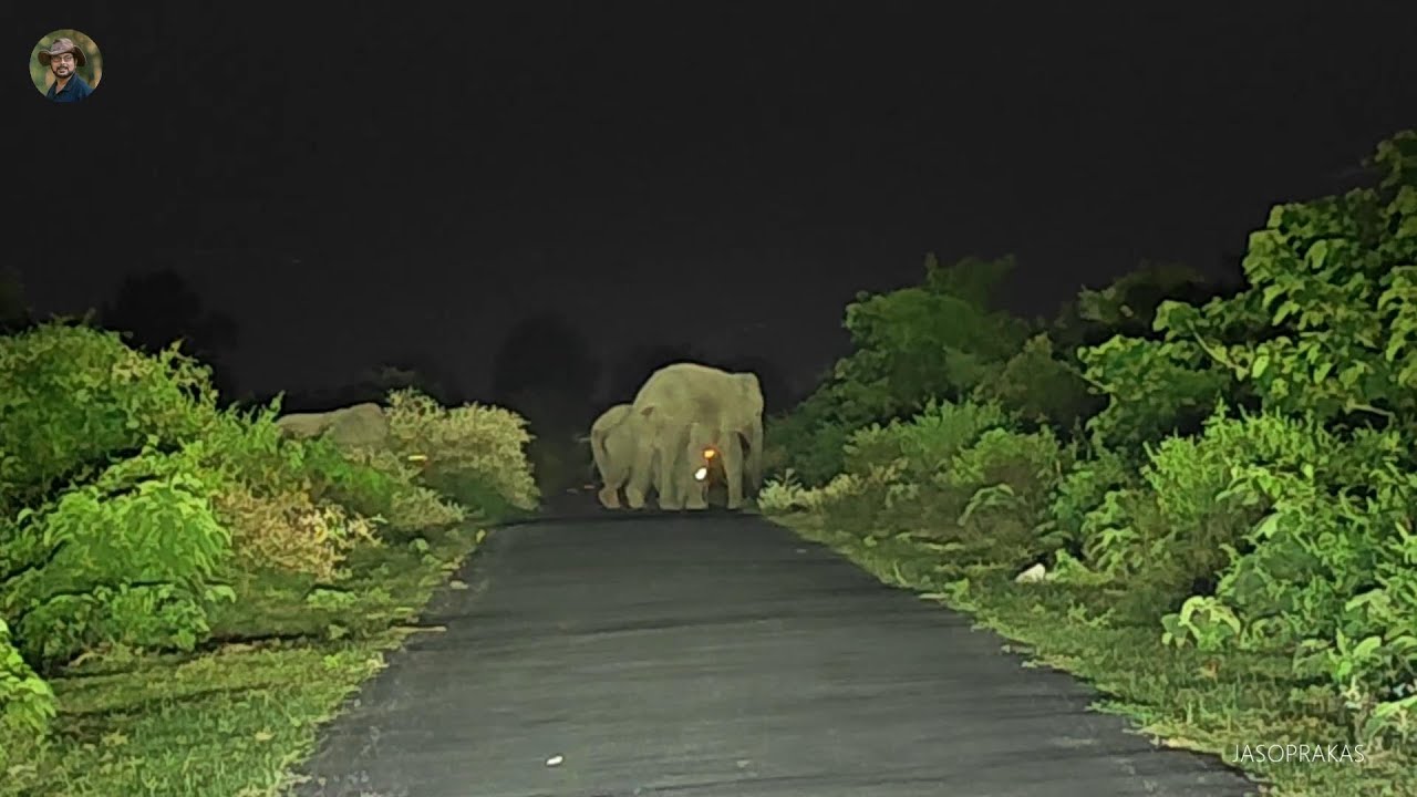 Risky Bike Riding With Night Elephants. - YouTube