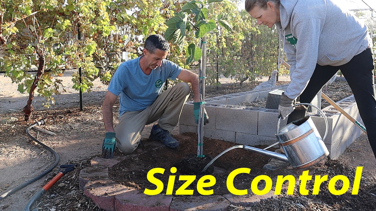 Planting Figs in Small Spaces | Osborne Prolific Fig - YouTube