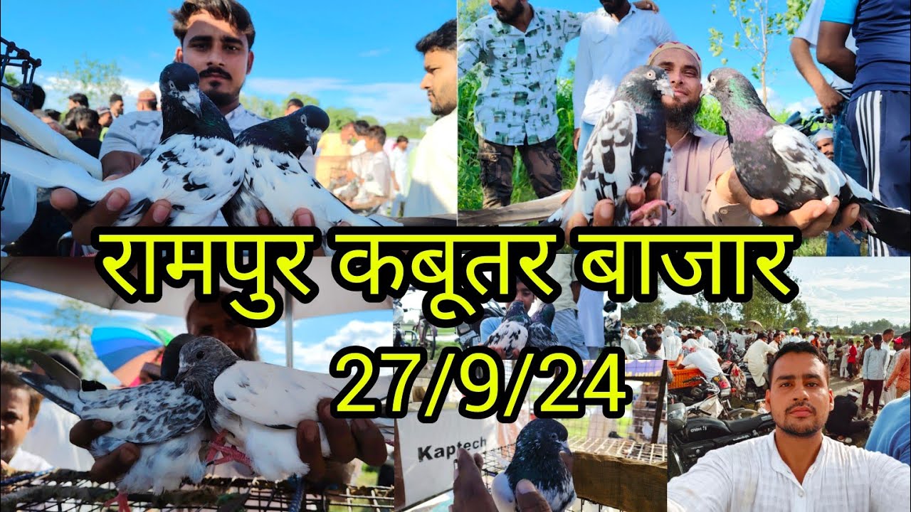 रामपुर कबूतर बाजार Rampur Kabootar barjar 27/9/2024 - YouTube