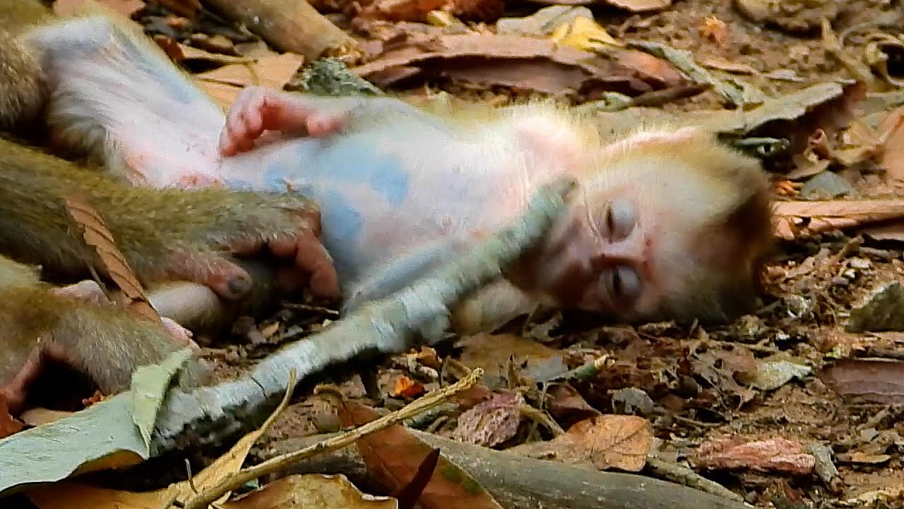 Why Mother Push Out Her Lovely Baby Monkey? - YouTube
