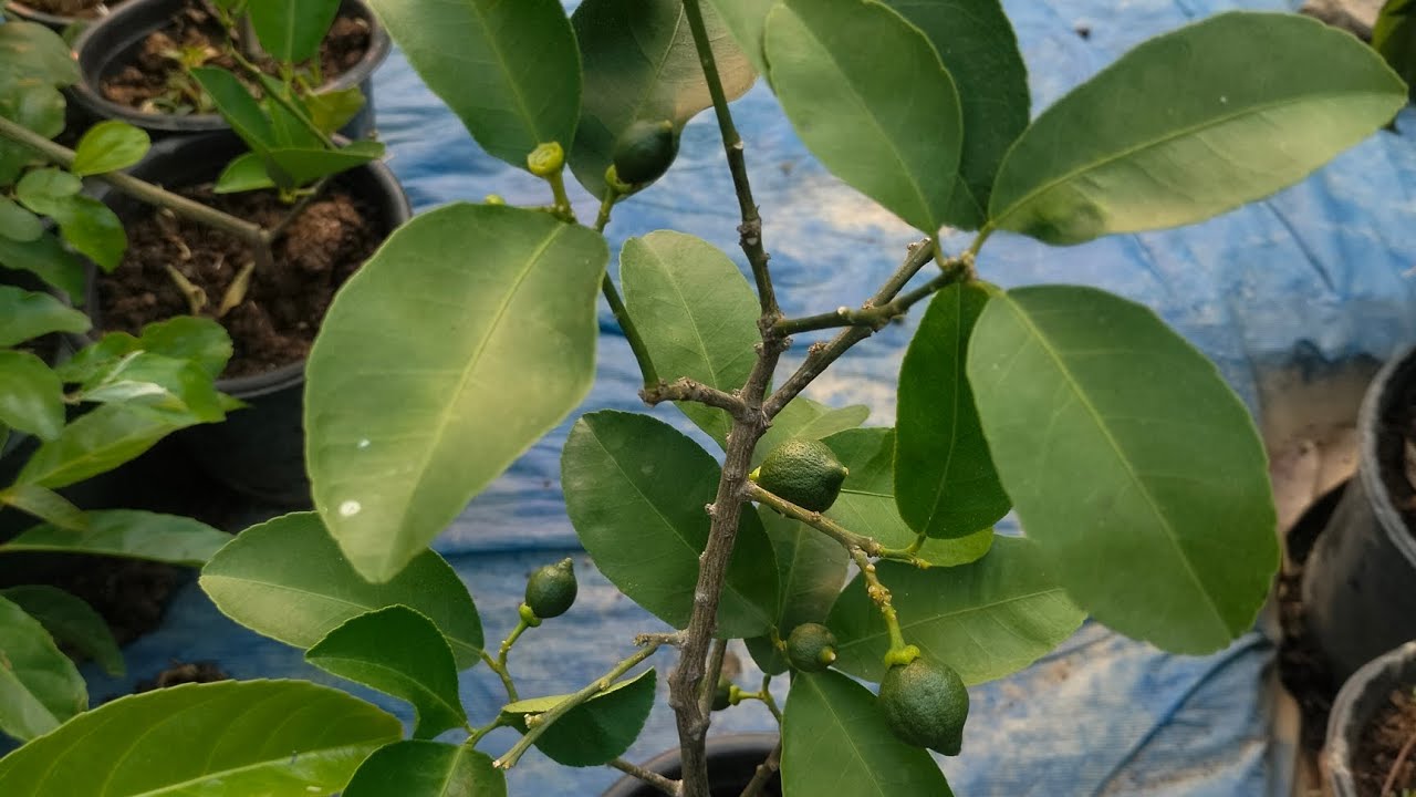 Kan Thei hmun fang ang aw..kum1 na ah an rah nasa ve lutuk - YouTube