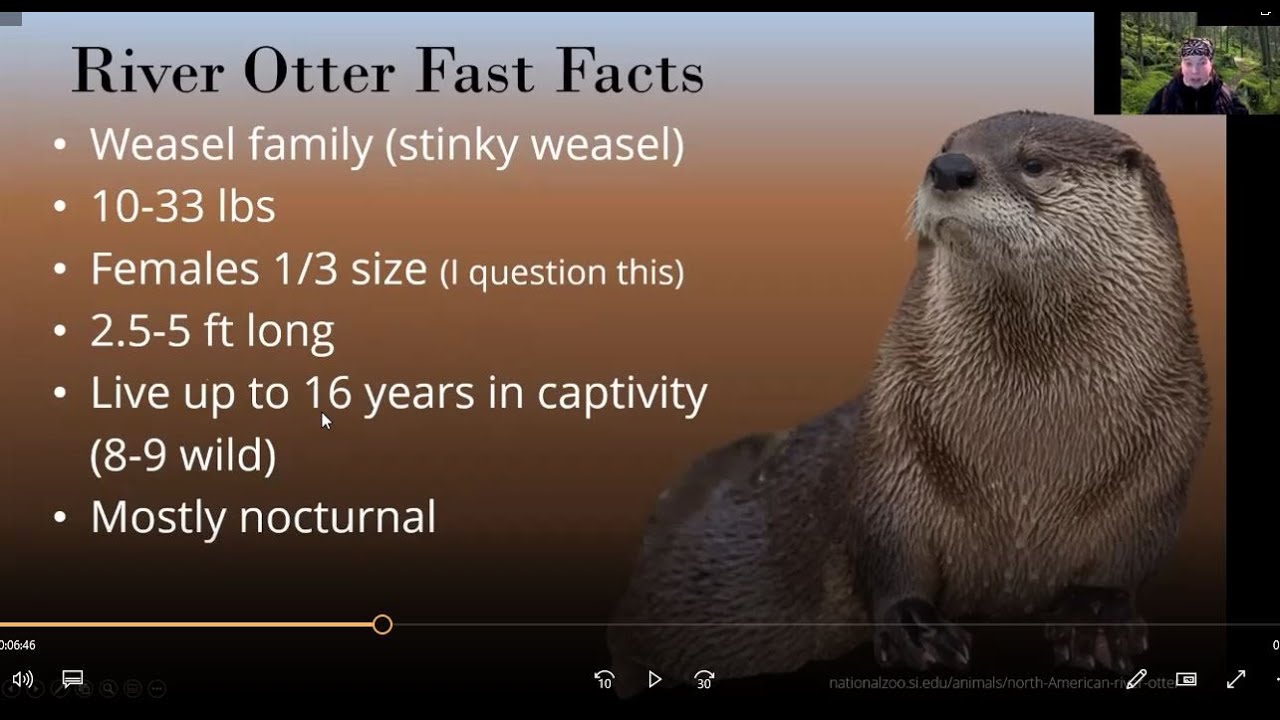 Local Wildlife: River Otters - YouTube