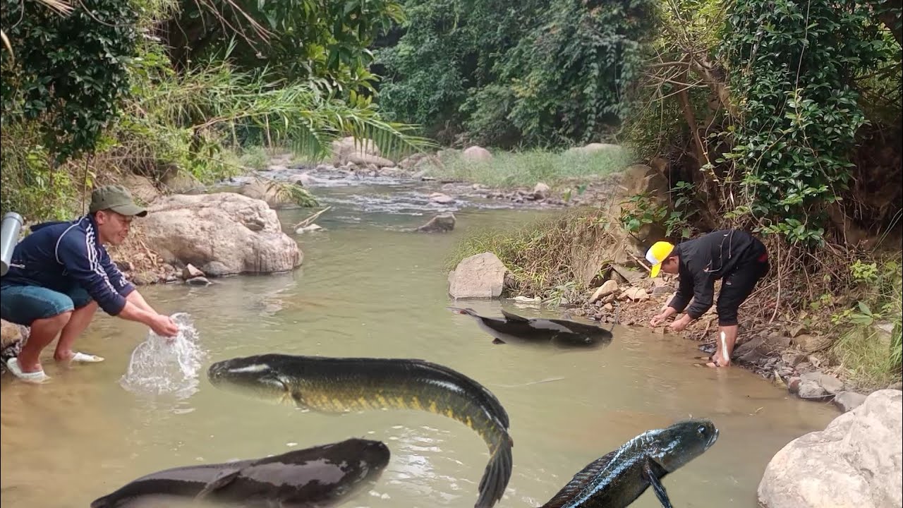 Câu cá suối - Một đêm hai anh em cùng trải nghiệm đam mê - Nướng cá. Suối Reo 26. - YouTube