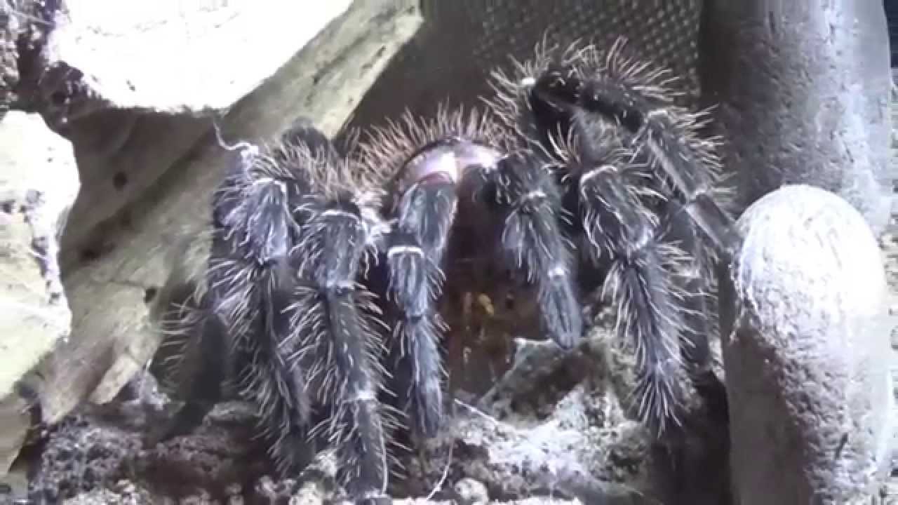 Tarantula Feeding Video 25 - YouTube