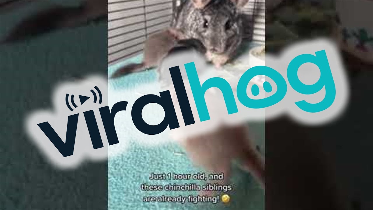 Baby Chinchilla Siblings Battle in the First Hour of Life || ViralHog ...