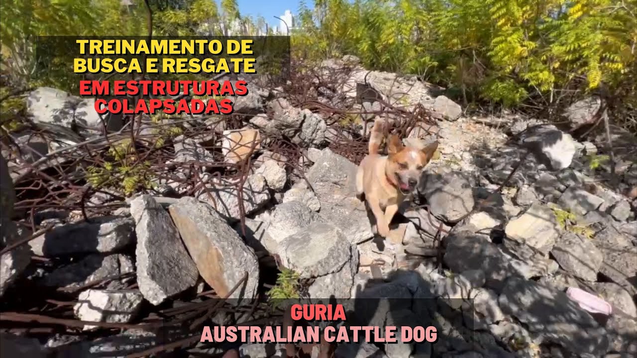 🔴 AUSTRALIAN CATTLE DOG GURIA: Busca e Resgate em Estruturas Colapsadas ...