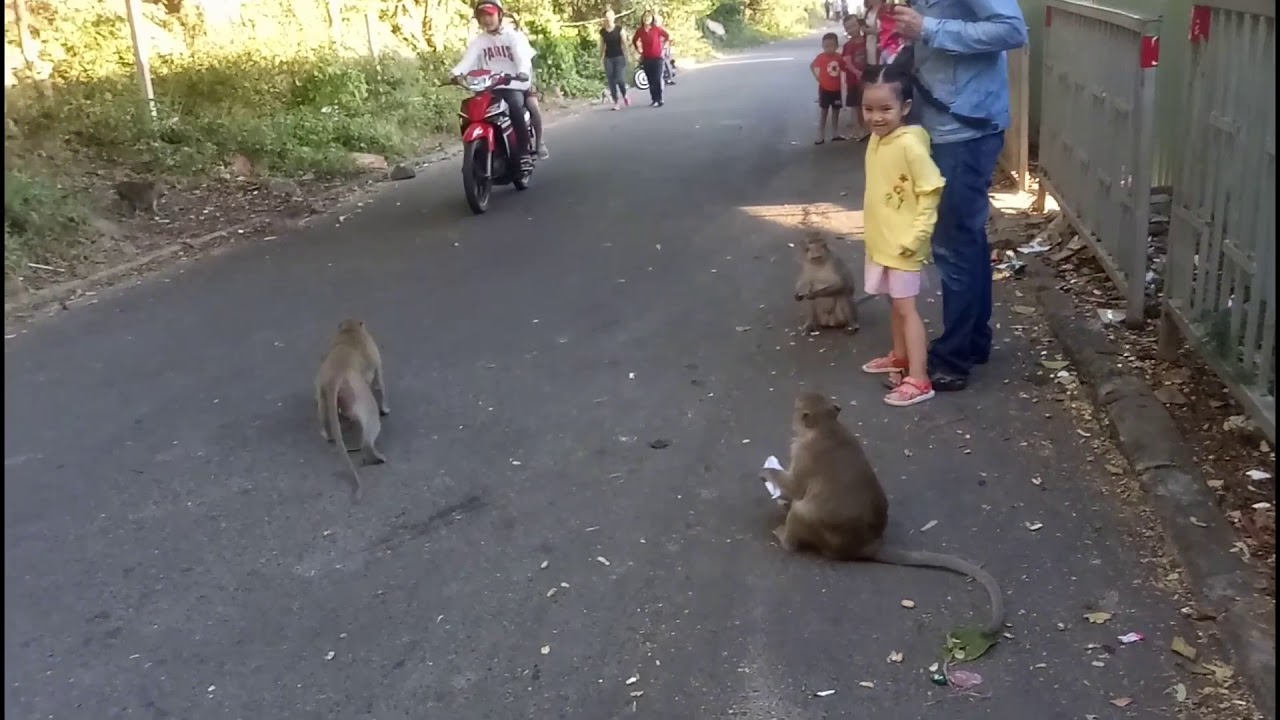 Monkey challenge eating waffles and the ending is very interesting ...