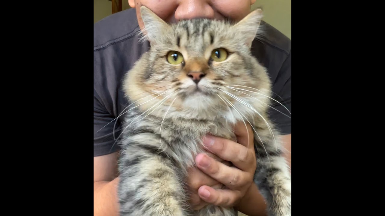 Live Stream Setiawan Jodi - YouTube