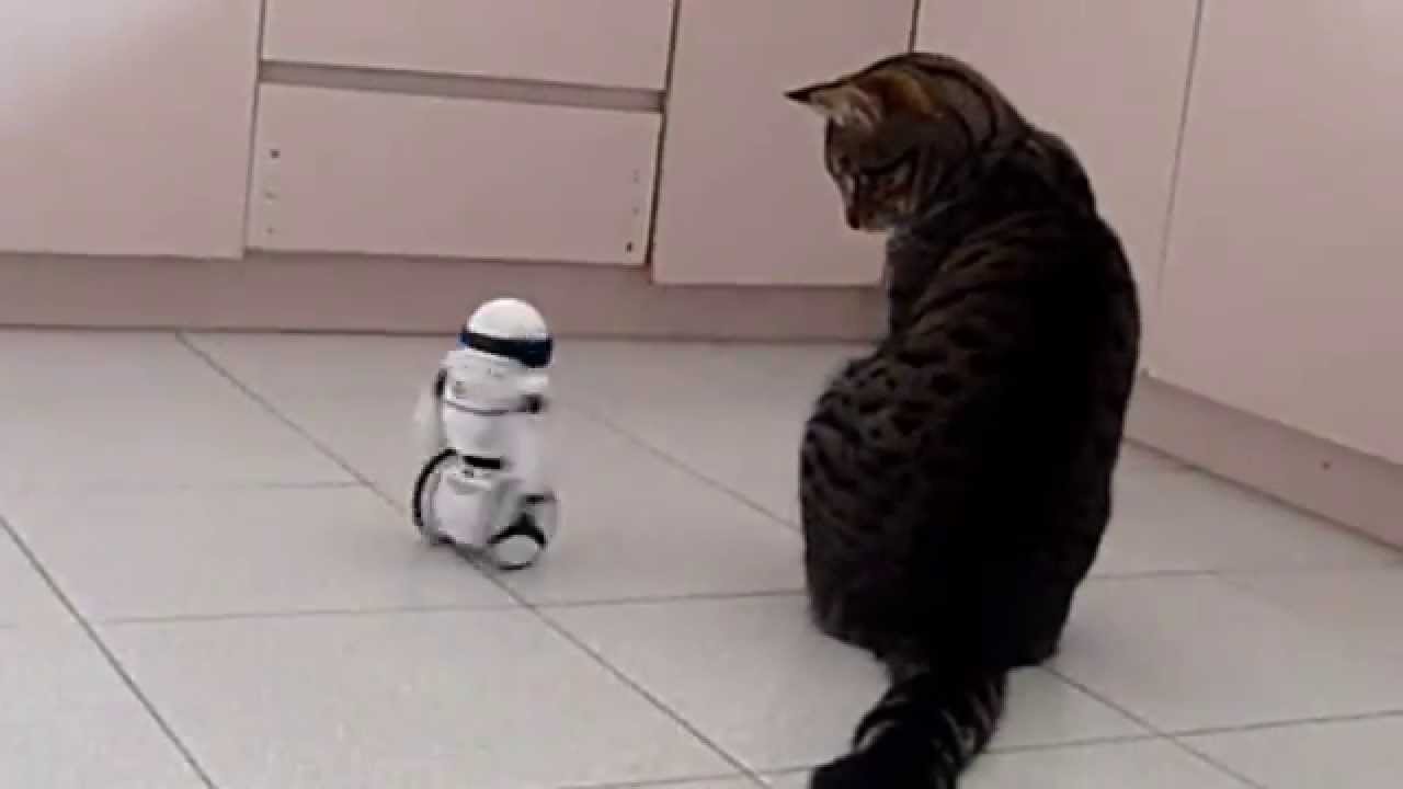 When Cat Meets Alien Robot - YouTube