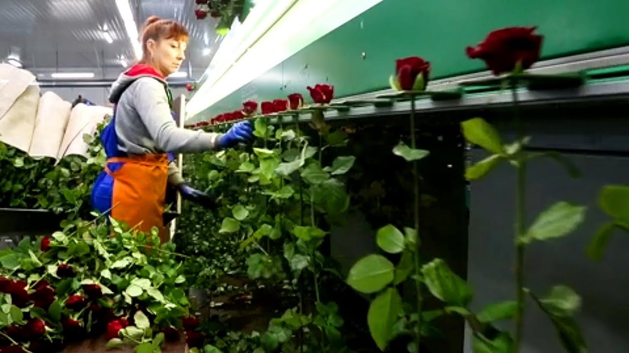 Collection and sorting of roses. Сбор и сортировка роз в тепличном ...