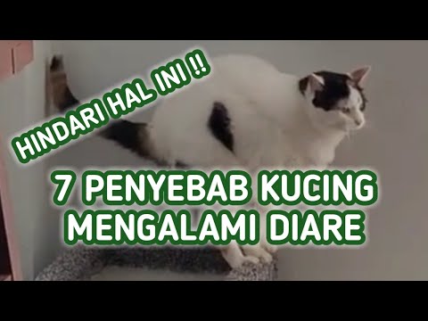 7 Penyebab Kucing Diare / Mencret, Hindari 7 Hal Ini !