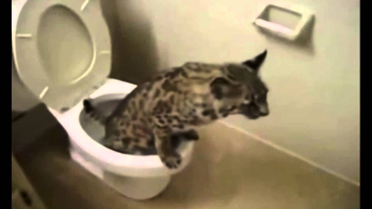 Tooting cat - YouTube