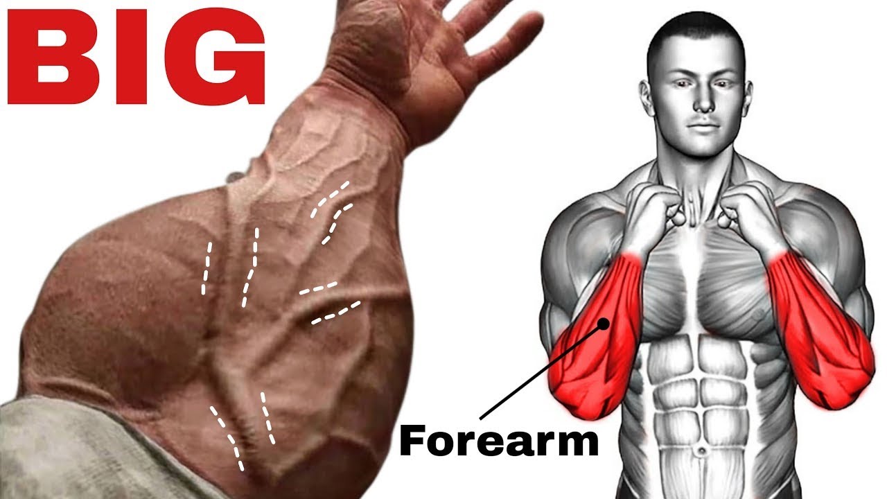 Most Effective "FOREARM" Workout For Beginners - YouTube