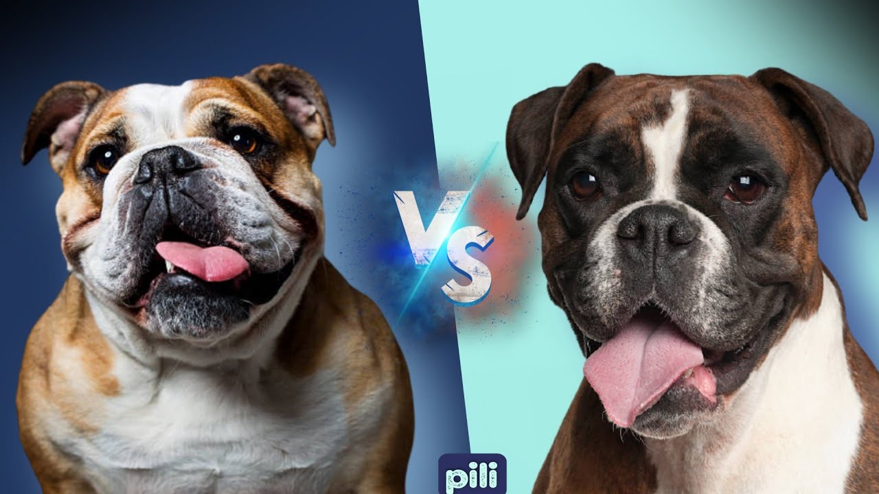 Old English Bulldog Vs Boxer at Meghan Miller blog