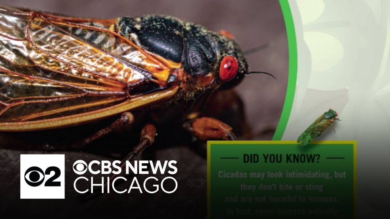 Children’s book “Cicadas Don’t Bug Me” helps kids cope with fear of ...