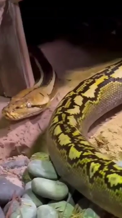 A Very Beautiful Wild Reticulated Python - YouTube
