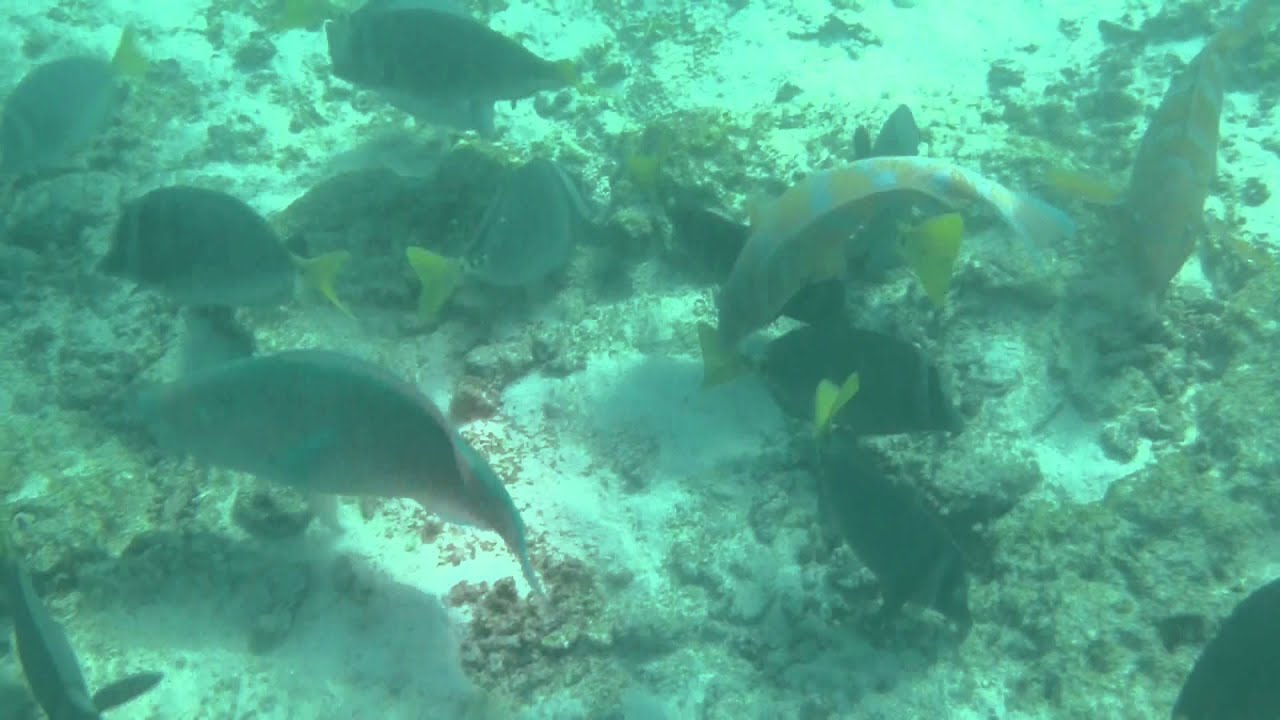 Blue Chin Parrotfish (female and male) in Galapagos - YouTube