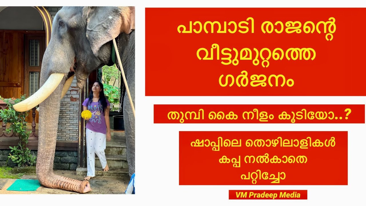 Pampadi Rajan ഷാപ്പിലെതൊഴിലാളികൾ കപ്പനൽകാതെ പറ്റിച്ചോ വീട്ടുമുറ്റത്തെ ഗ ...