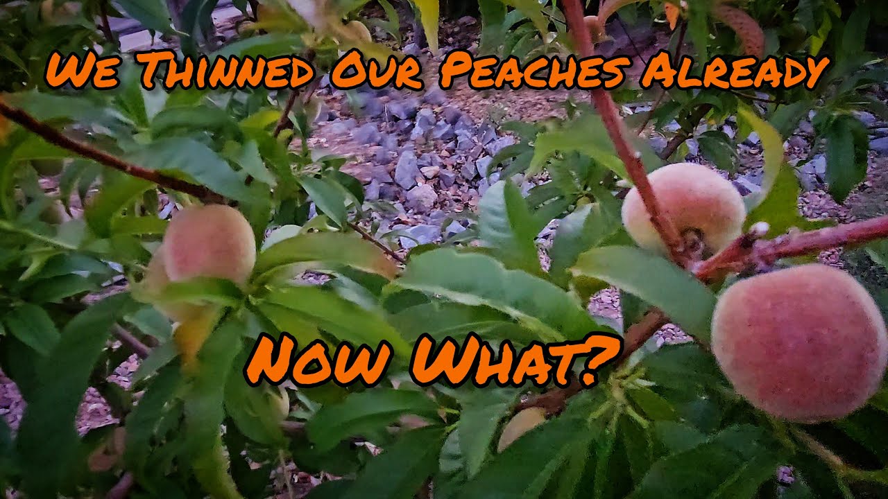 What To Do AFTER Thinning Peaches? - Preparing For The Peach Harvest ...