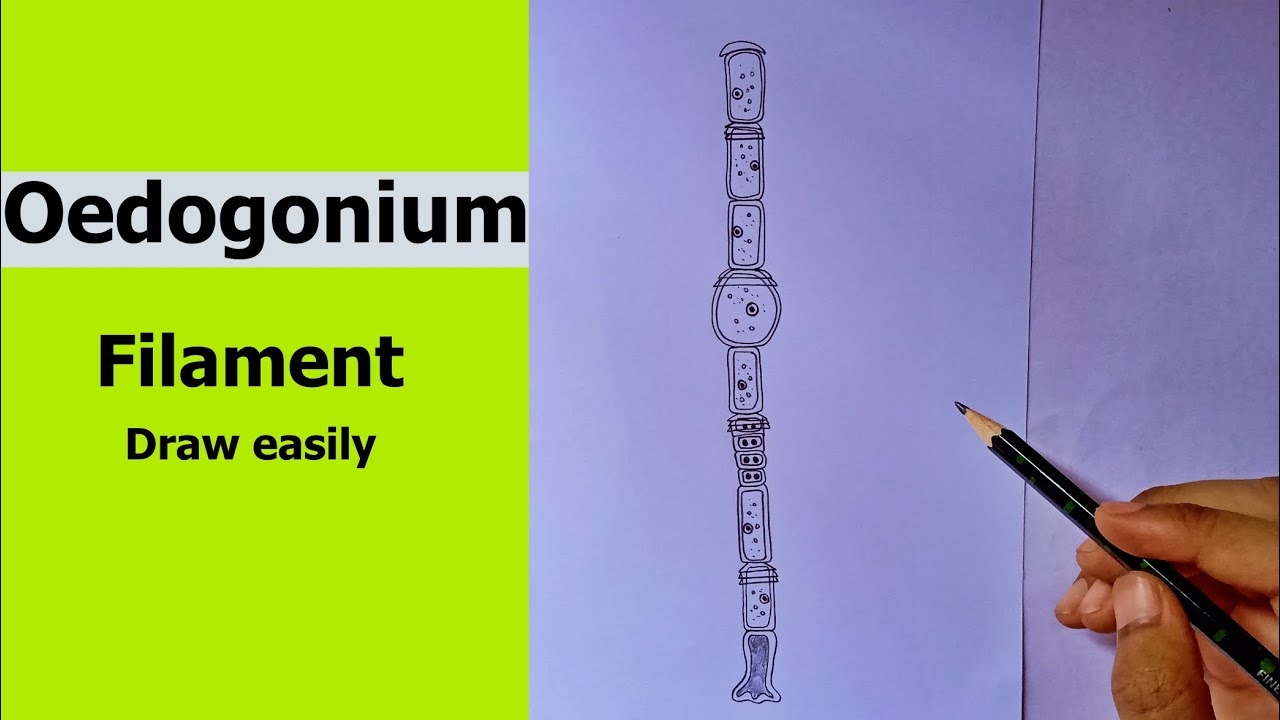 Oedogonium Diagram