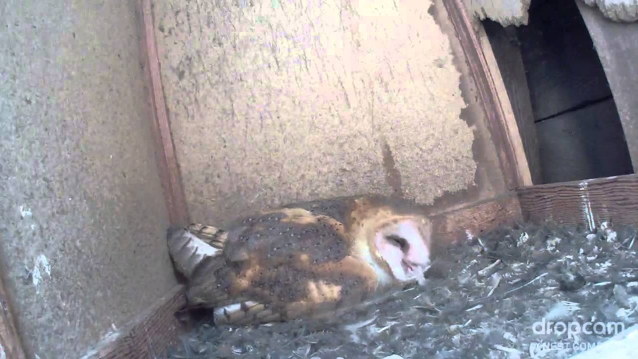 Our first owl egg hatched! - YouTube