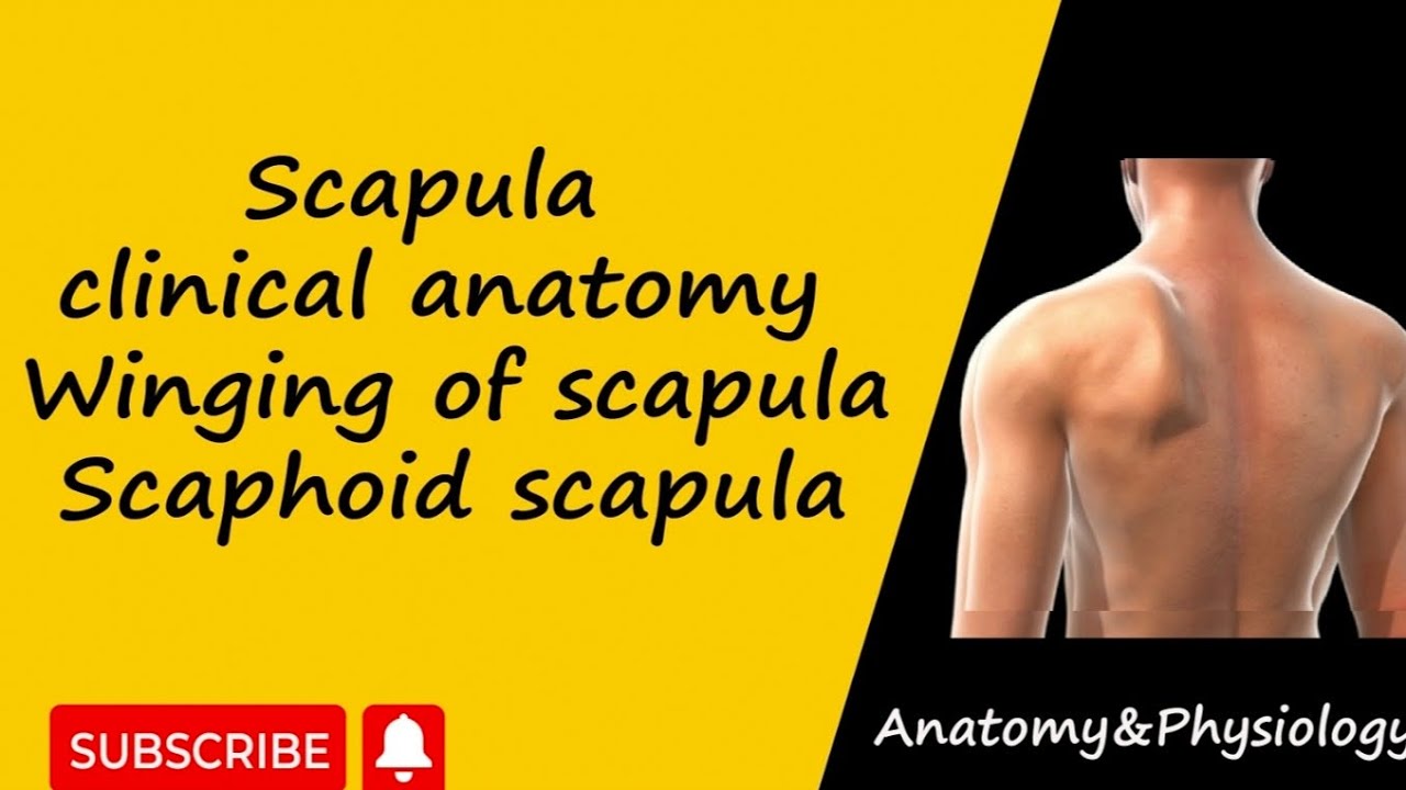 Scapula clinical anatomy | winging of scapula | scaphoid scapula ...