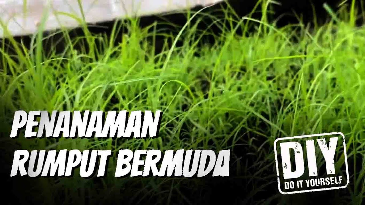 Cubaan Tanam Rumput Bermuda [DIY] - YouTube