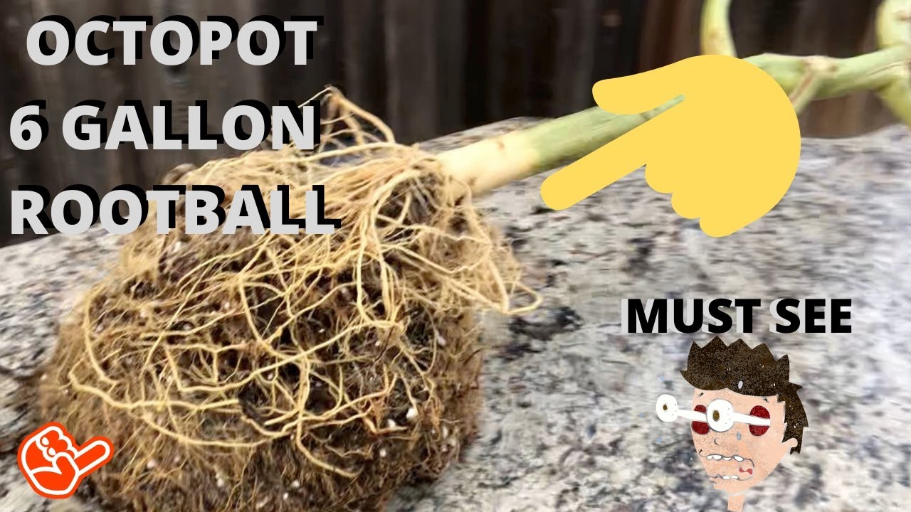 Octopot Rootball Must See | OCTOGROWER - YouTube