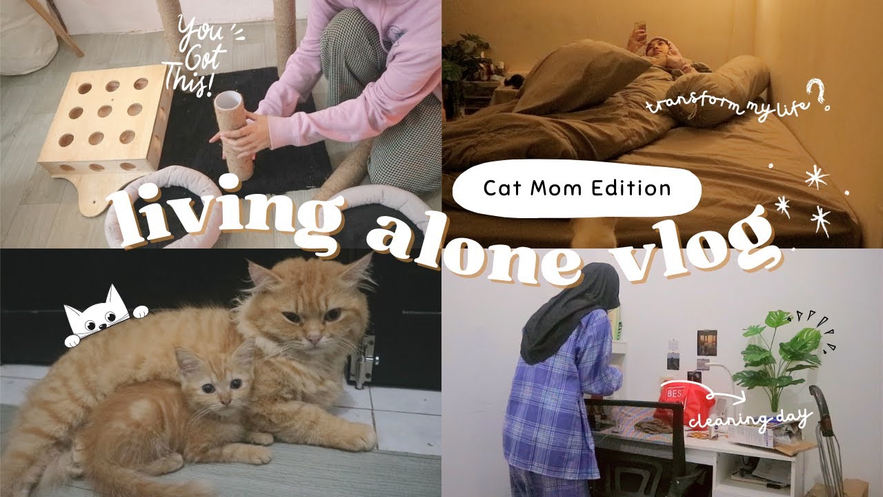 How I Transformed My Cat's Life in Just 3 Steps! - YouTube