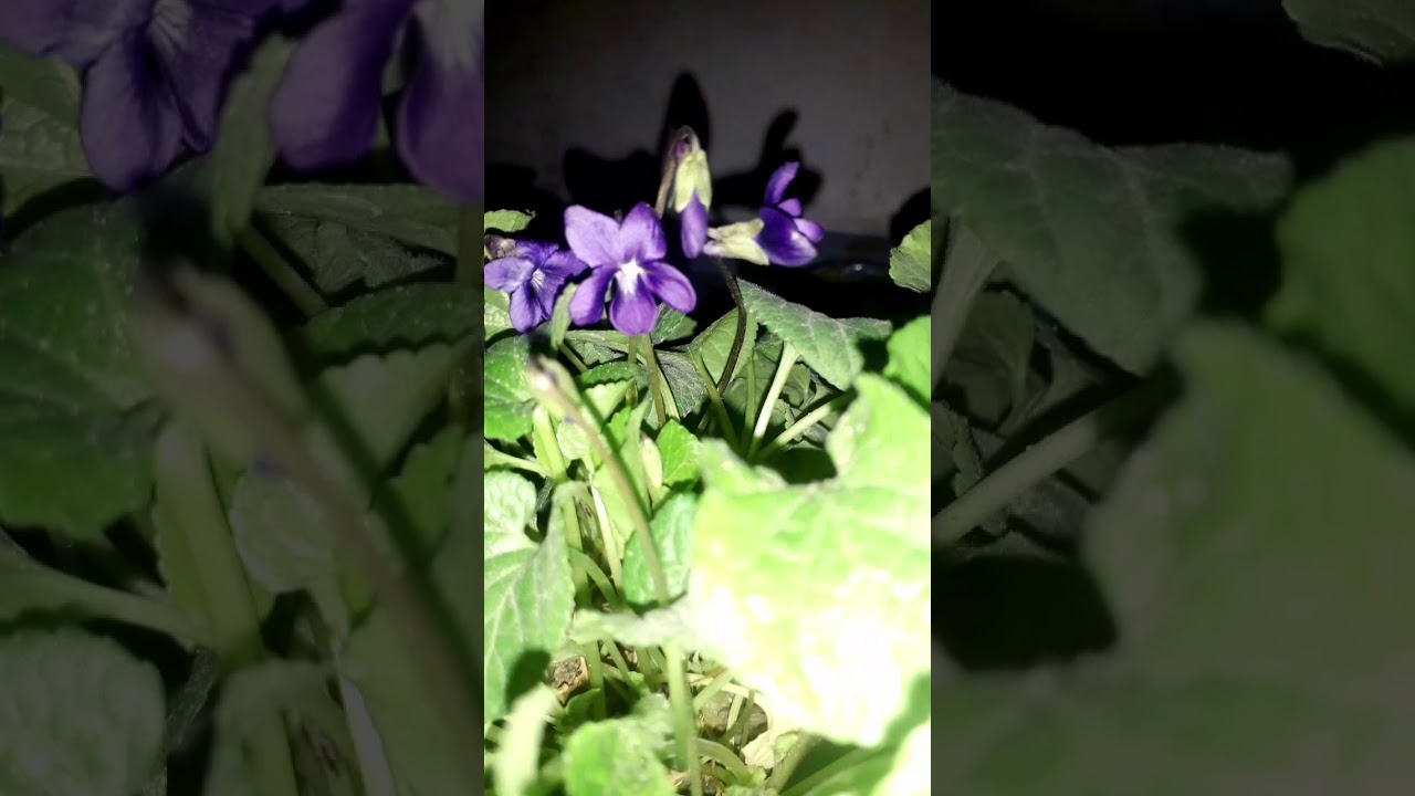 Yaz fesili Benovse gulu - YouTube