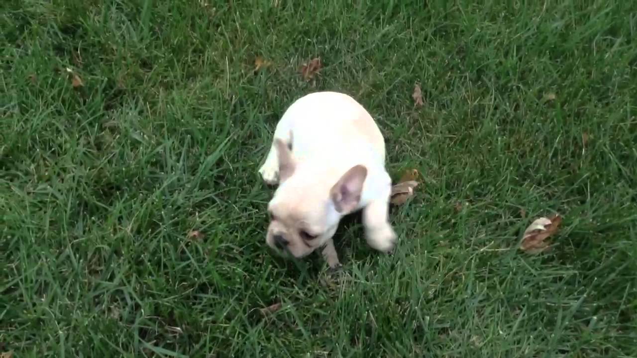 Cream Frenchie Female - YouTube
