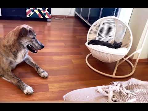 Kedi Salıncağı Lüxperi~Patileri Sallıyoruz 🥰