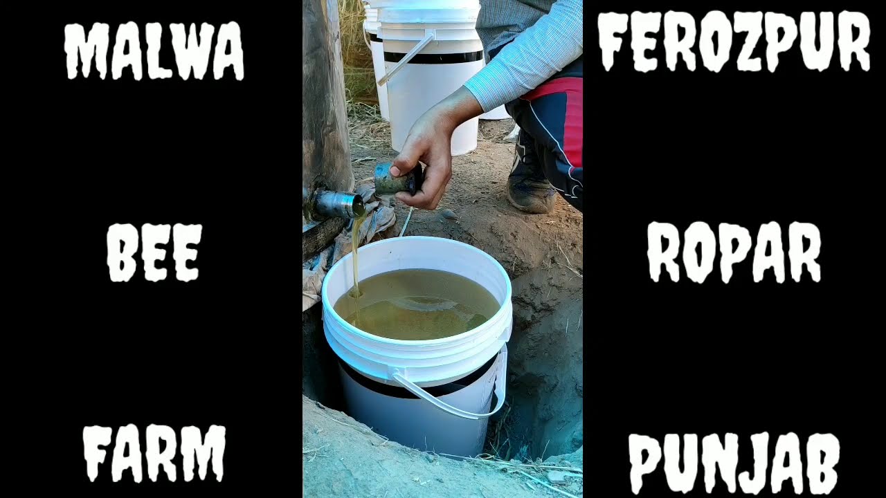 Honey collection process,Malwa Bee Farm 9417077085,7973158098 - YouTube