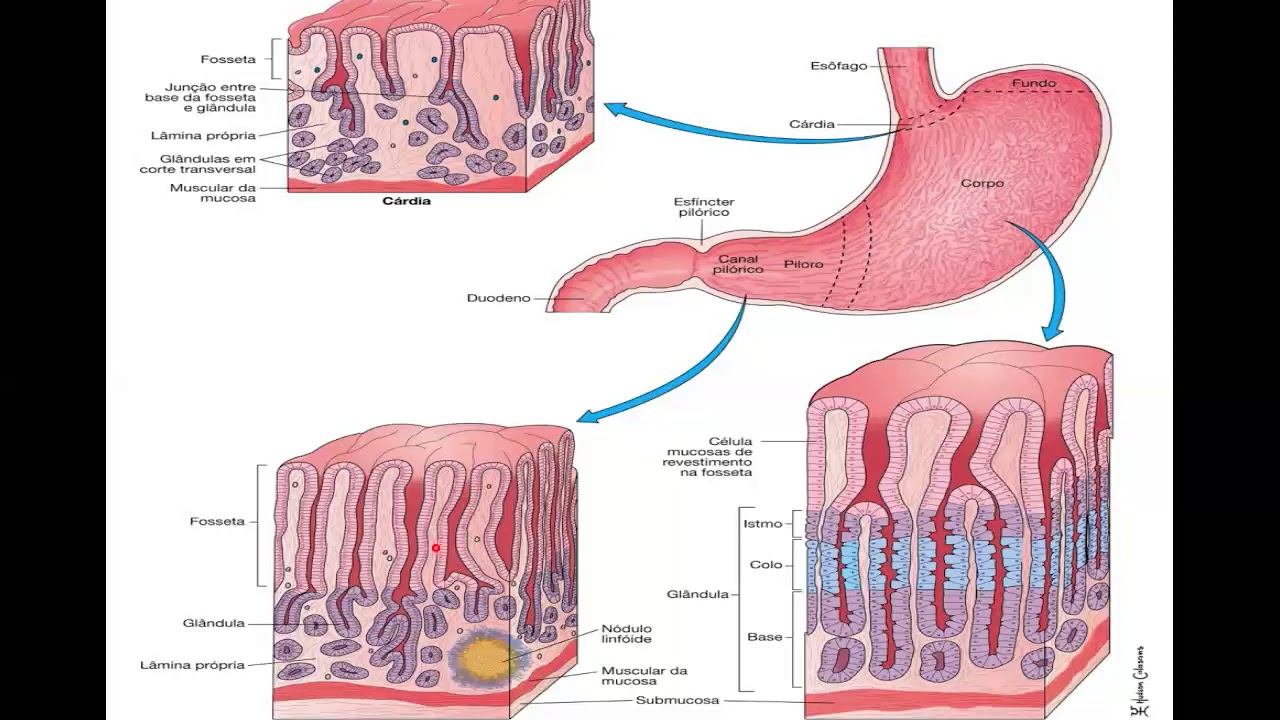 histology of digestive tract part 2 - YouTube